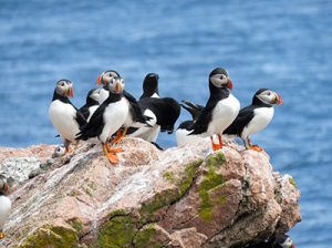 Petit Manan’s Puffin Colony is a “Tern-Key” Success – Maine Lights Today